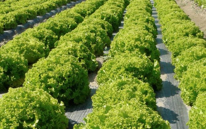 The State of California approves “soil biodegradable” mulches certified ...